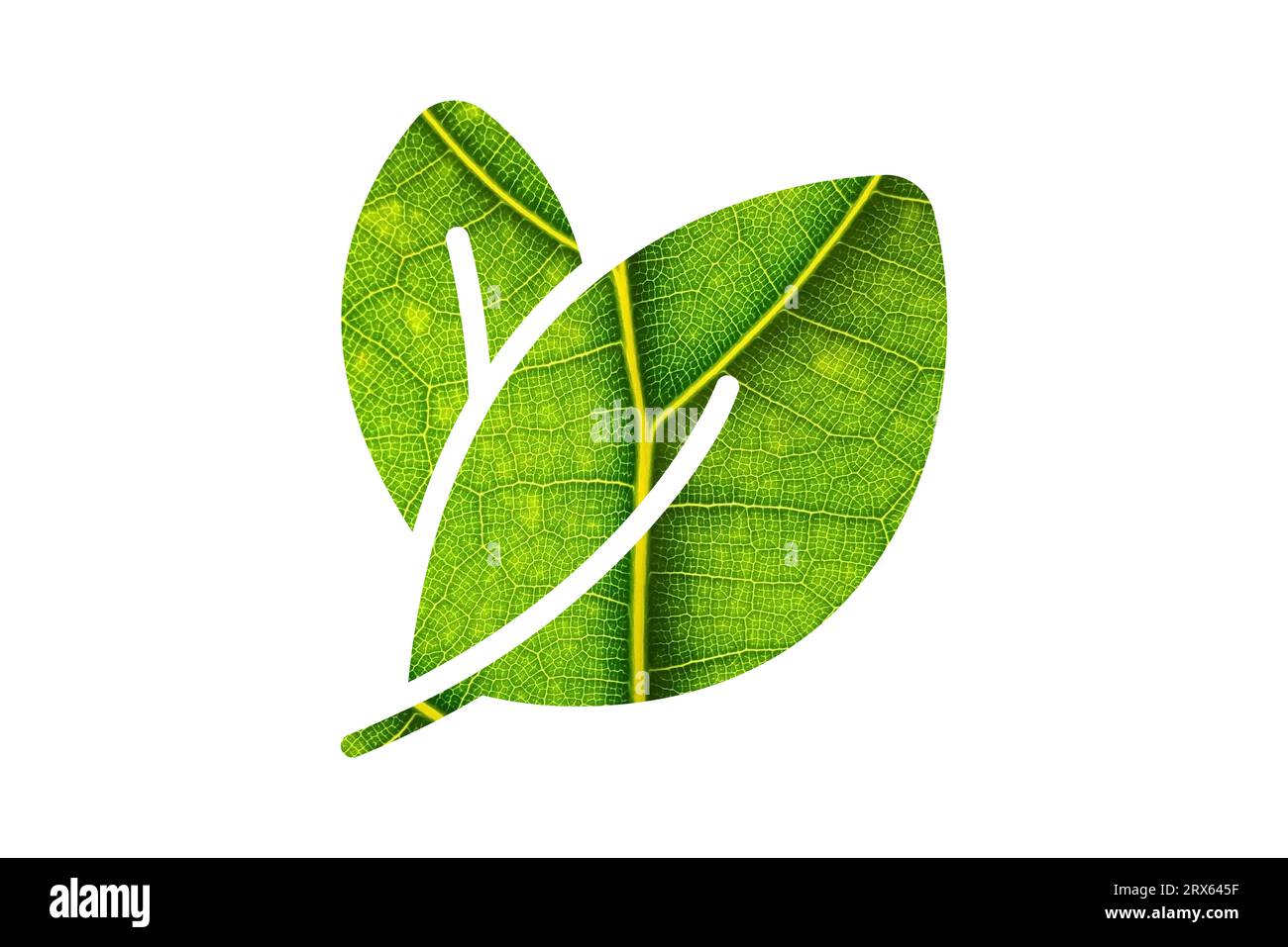 Vintage colored natural fresh Cut Out Stock Images & Pictures - Alamy