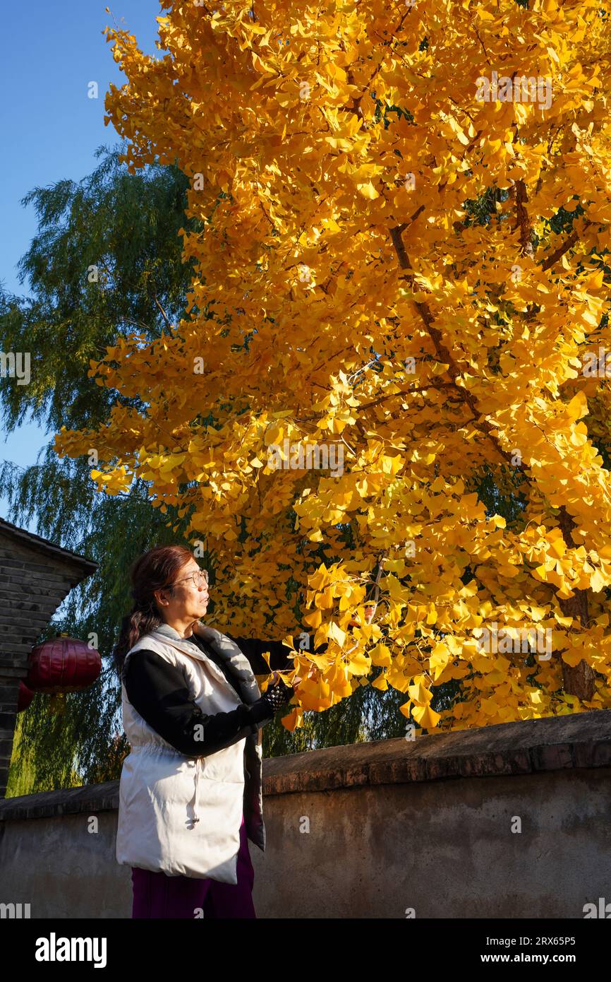 Beijing China, November 3, 2022: Tourists under Ginkgo Tree in Tu ...