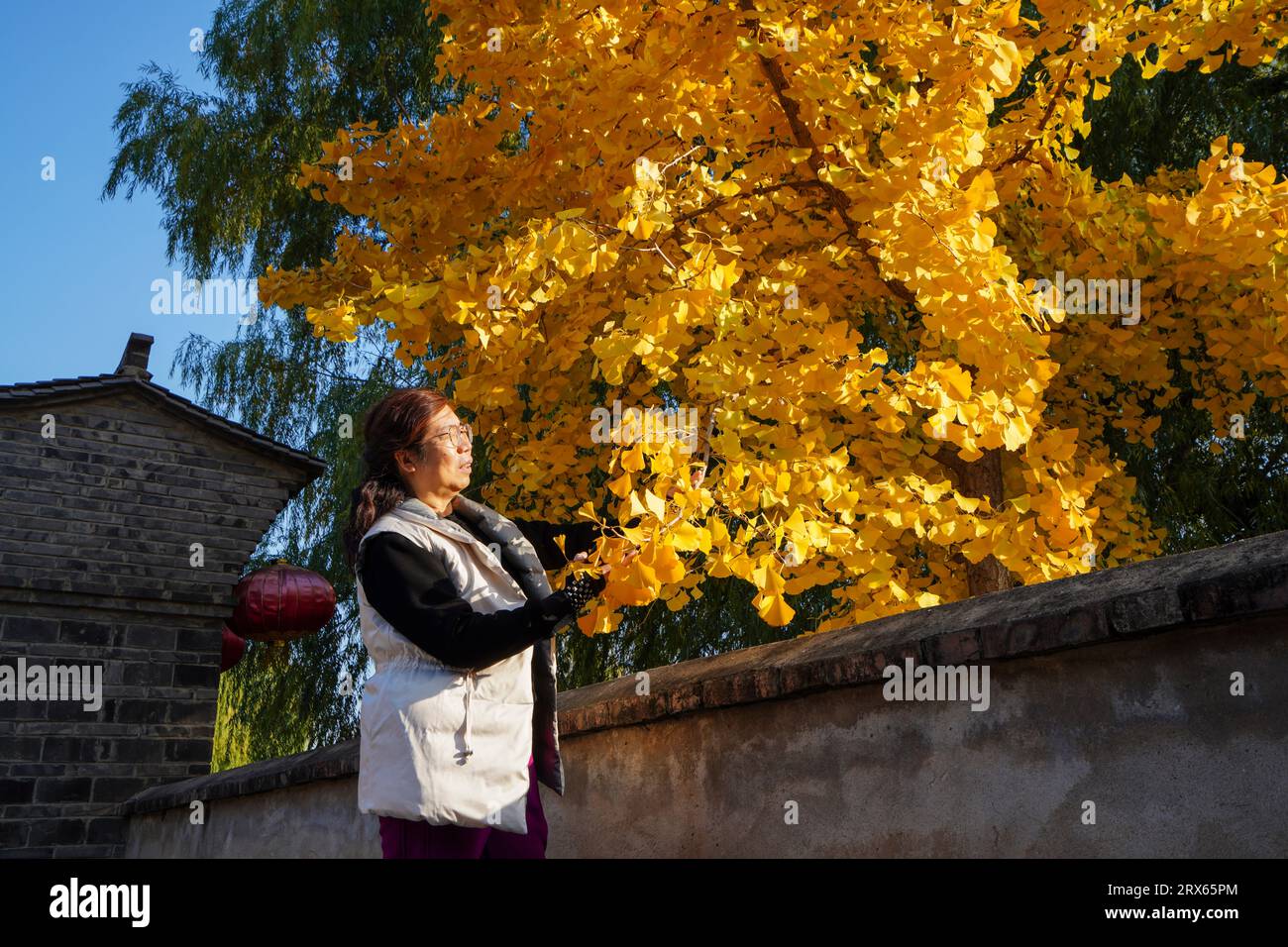 Beijing China, November 3, 2022: Tourists under Ginkgo Tree in Tu ...