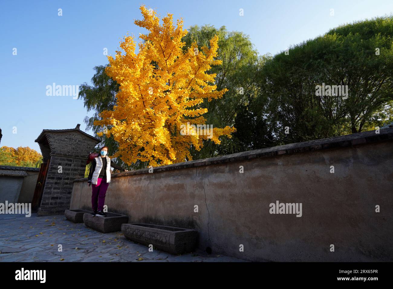 Beijing China, November 3, 2022: Tourists under Ginkgo Tree in Tu ...