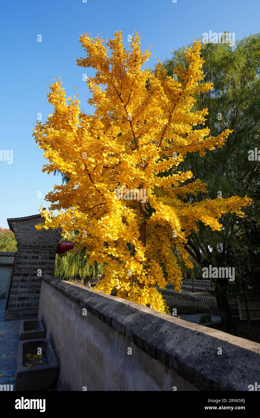 The golden ginkgo leaves in the Tu manor of the China Ethnic Museum ...