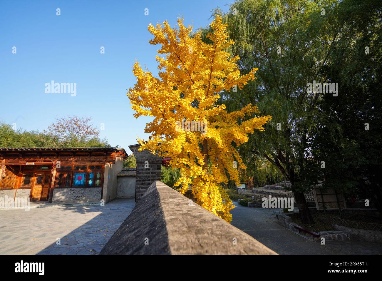 The golden ginkgo leaves in the Tu manor of the China Ethnic Museum ...