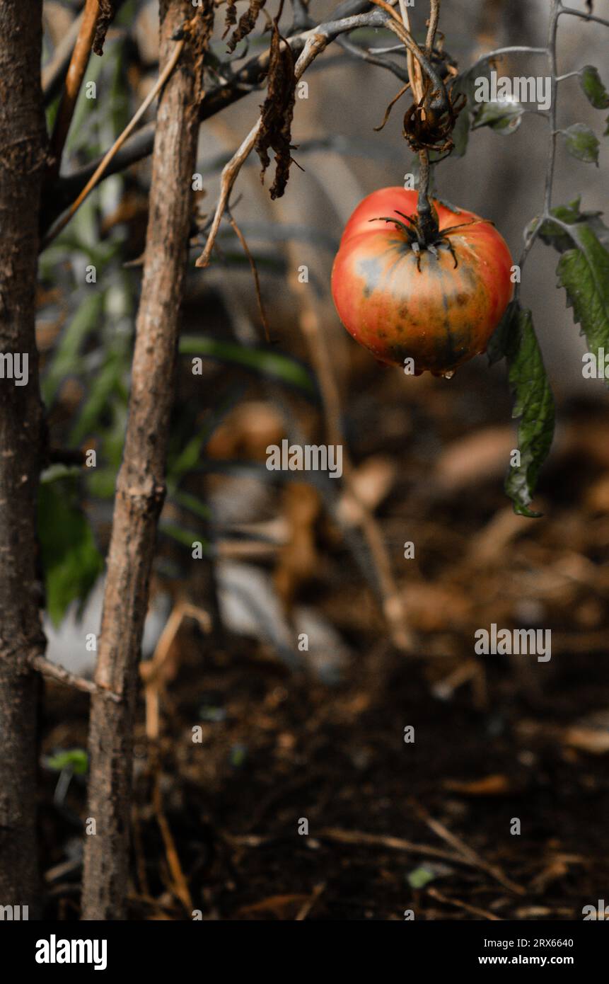 selective focus, tomato ripening on the branch Stock Photo - Alamy