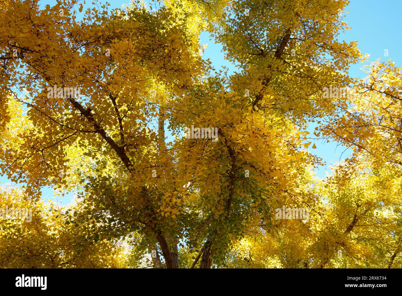 Golden ginkgo leaves beijing hi-res stock photography and images - Alamy
