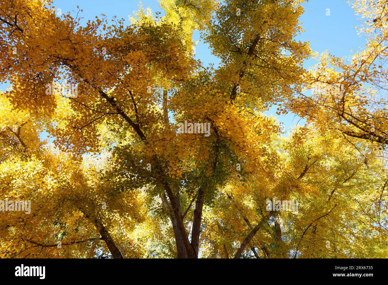 Golden ginkgo leaves beijing hi-res stock photography and images - Alamy