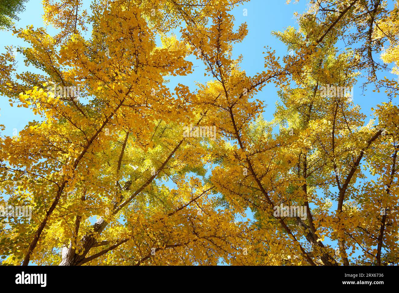 Golden ginkgo leaves beijing hi-res stock photography and images - Alamy