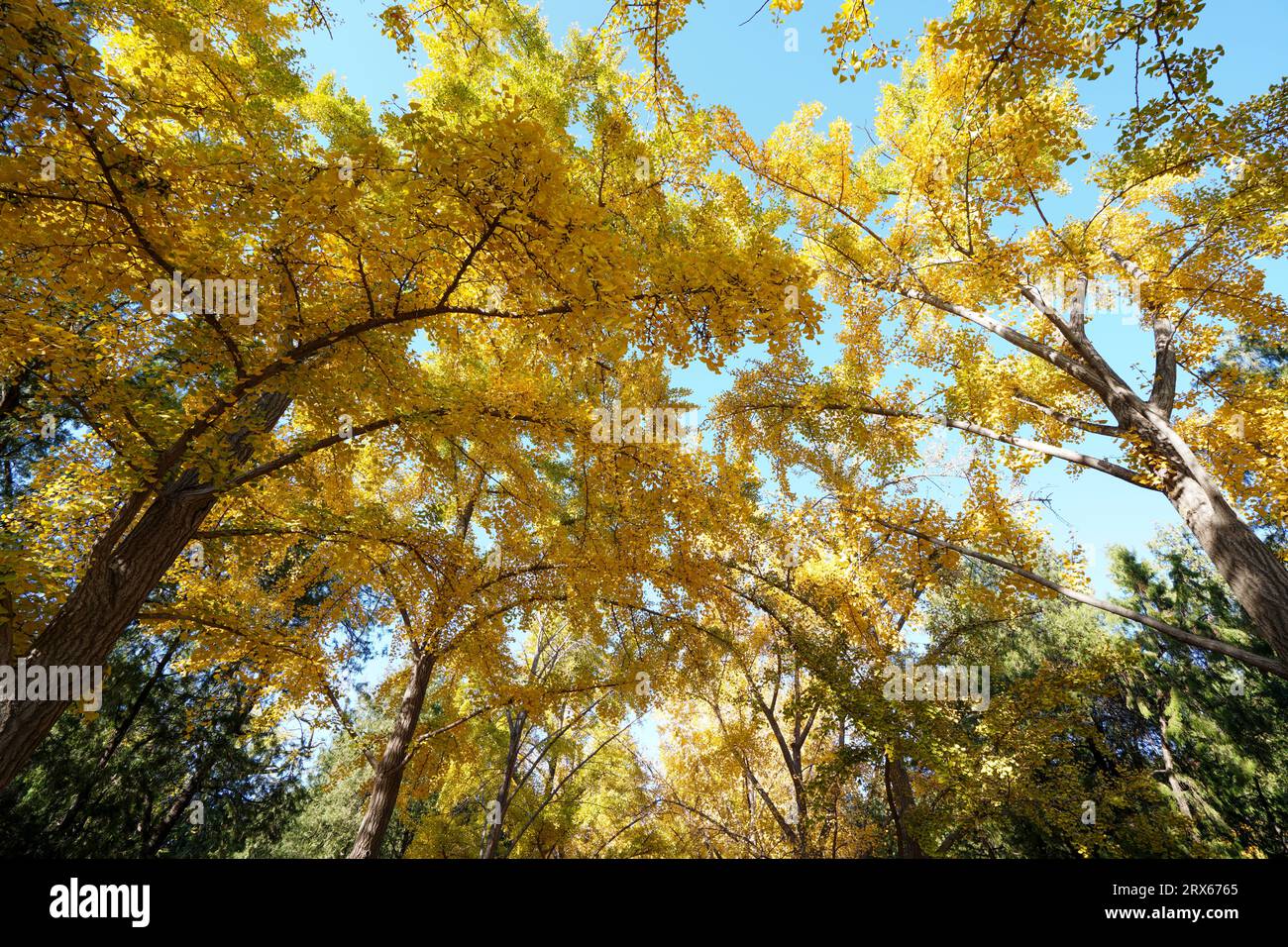 Golden ginkgo leaves beijing hi-res stock photography and images - Alamy