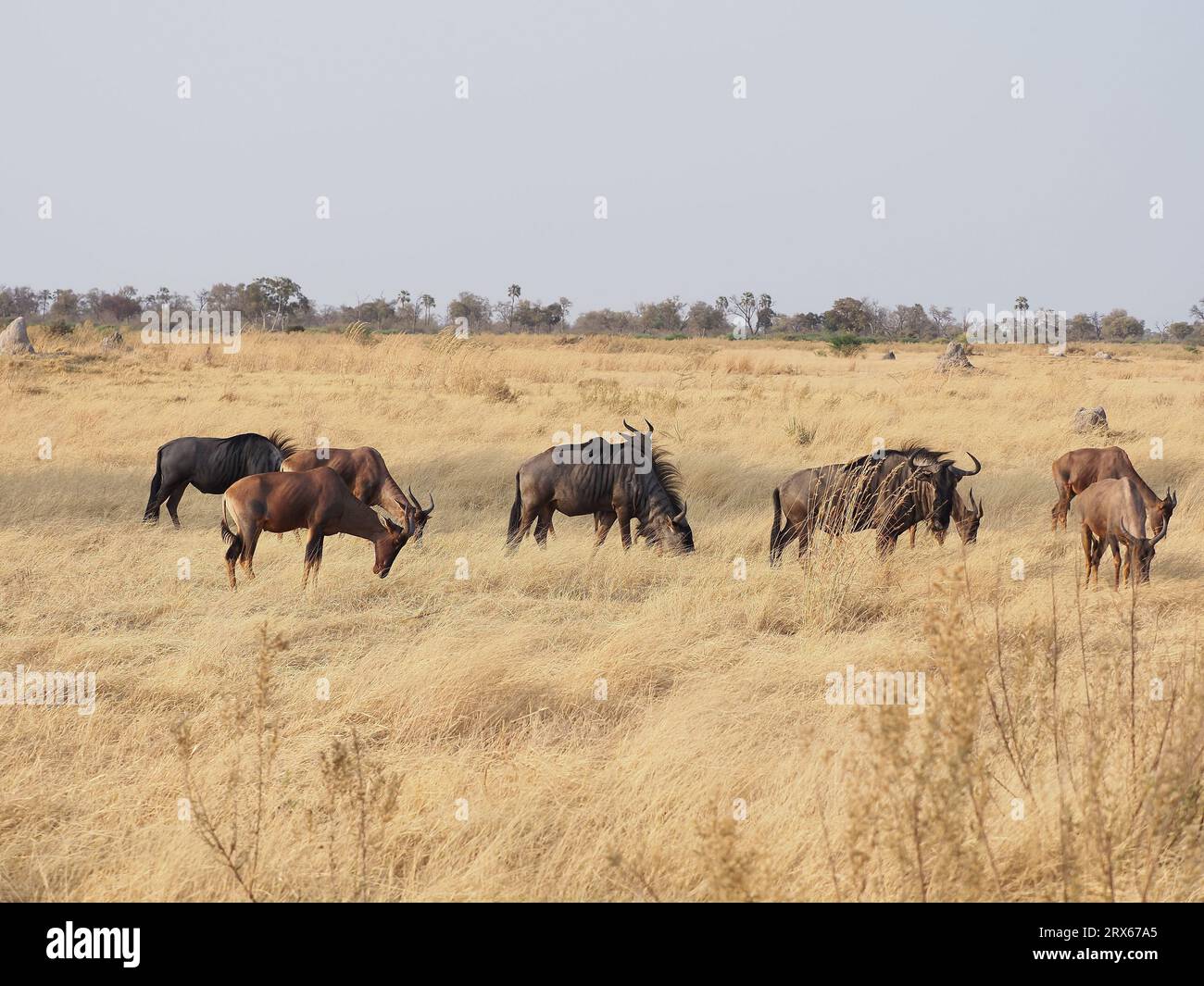 Blue wildebeest, or gnu, form herds with of plains animals as a form of ...