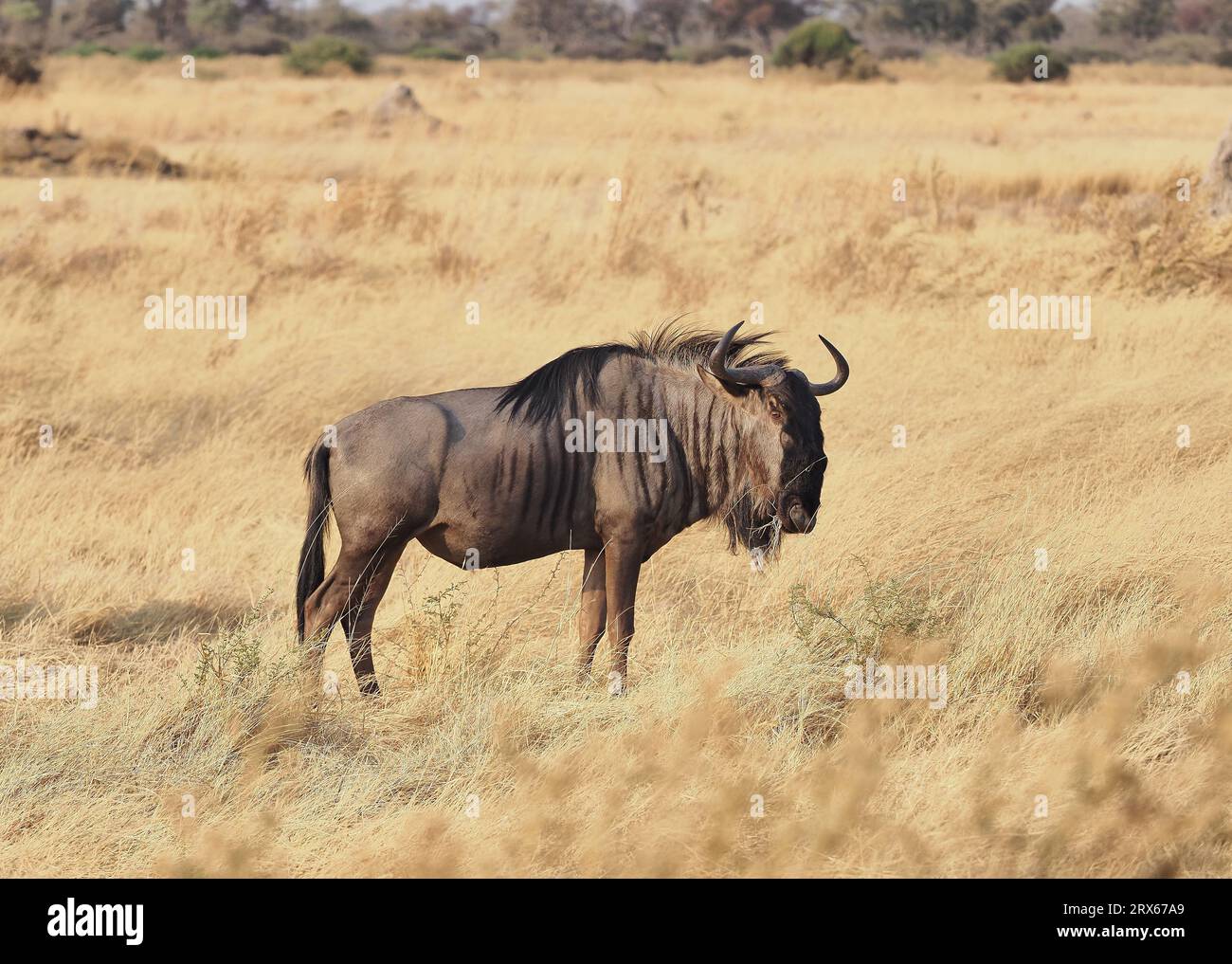 Blue wildebeest, or gnu, form herds with of plains animals as a form of ...