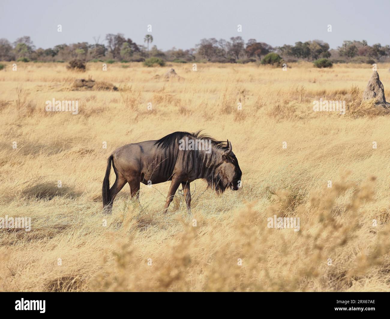 Sedentary animals hi-res stock photography and images - Alamy