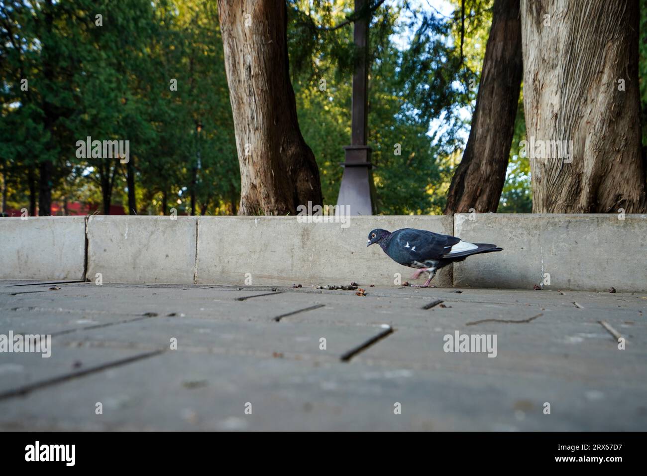 The temple of heaven birds hi-res stock photography and images - Alamy