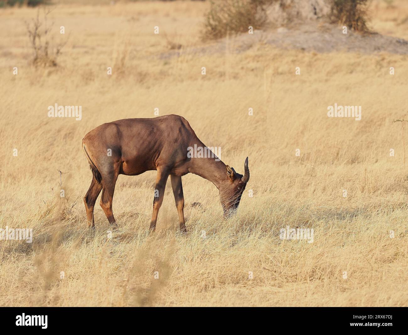 Tsessebe are are large and very fast antelope of the African savannah ...