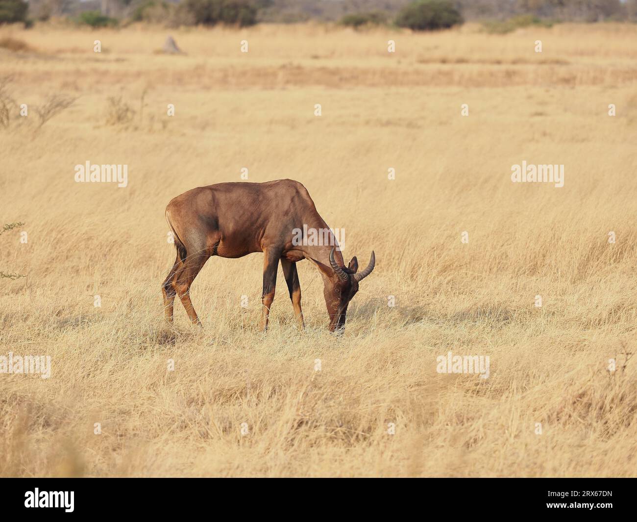 Tsessebe are are large and very fast antelope of the African savannah ...