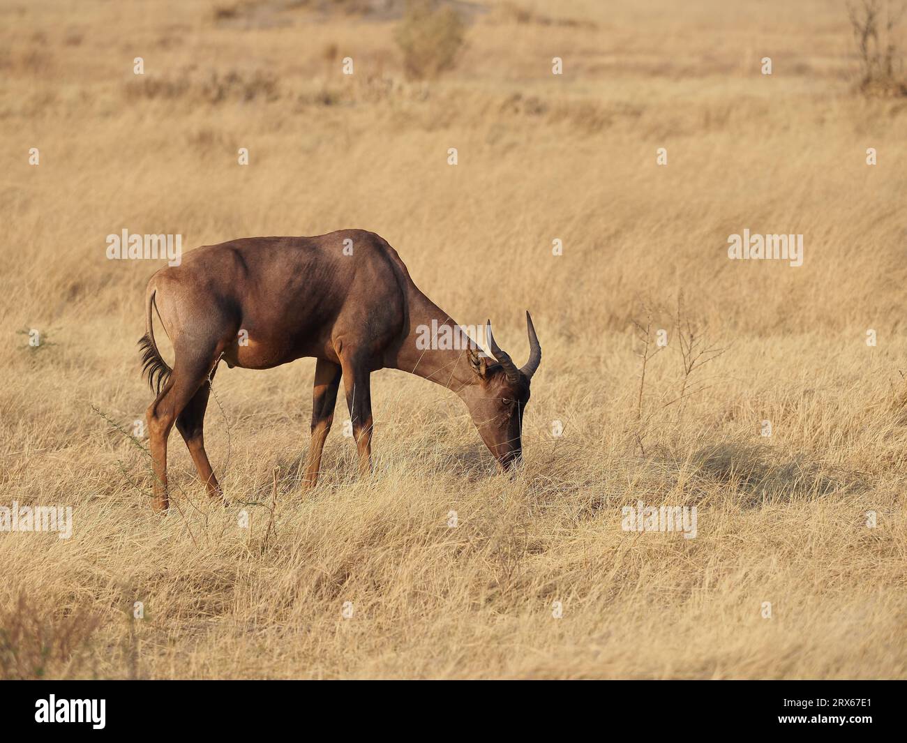 Tsessebe are are large and very fast antelope of the African savannah ...