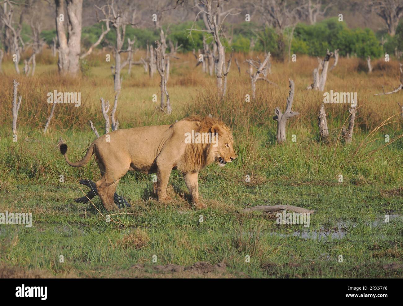 A young male lion, he had left his pride and is in the wilderness years ...