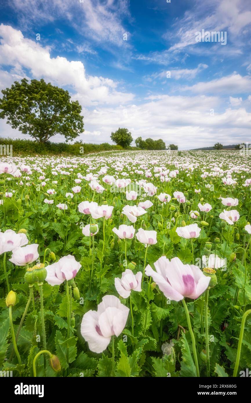 Wildflower meadow england hi-res stock photography and images - Alamy