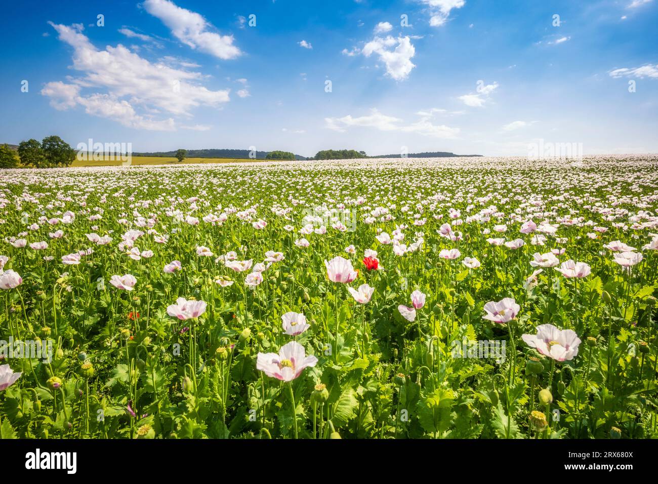 Wildflower meadow england hi-res stock photography and images - Alamy