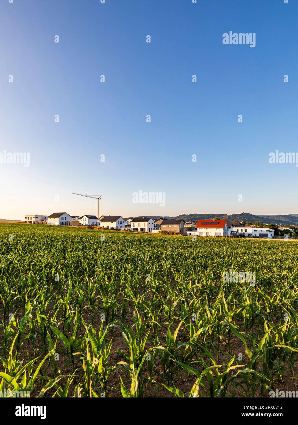 Germany, Baden-Wurttemberg, Sussen, Green crops with new development ...