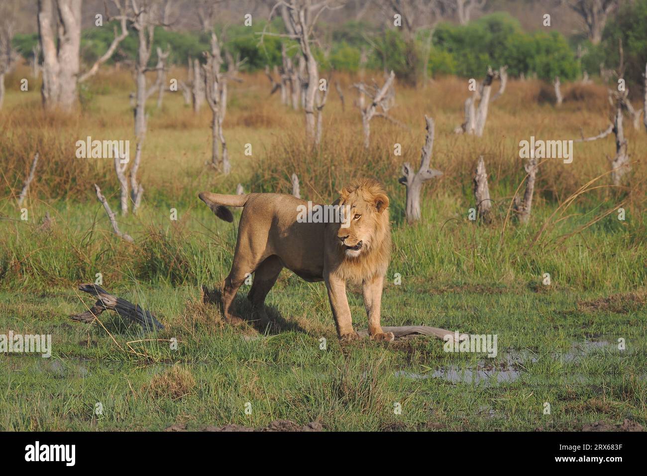 A young male lion, he had left his pride and is in the wilderness years ...