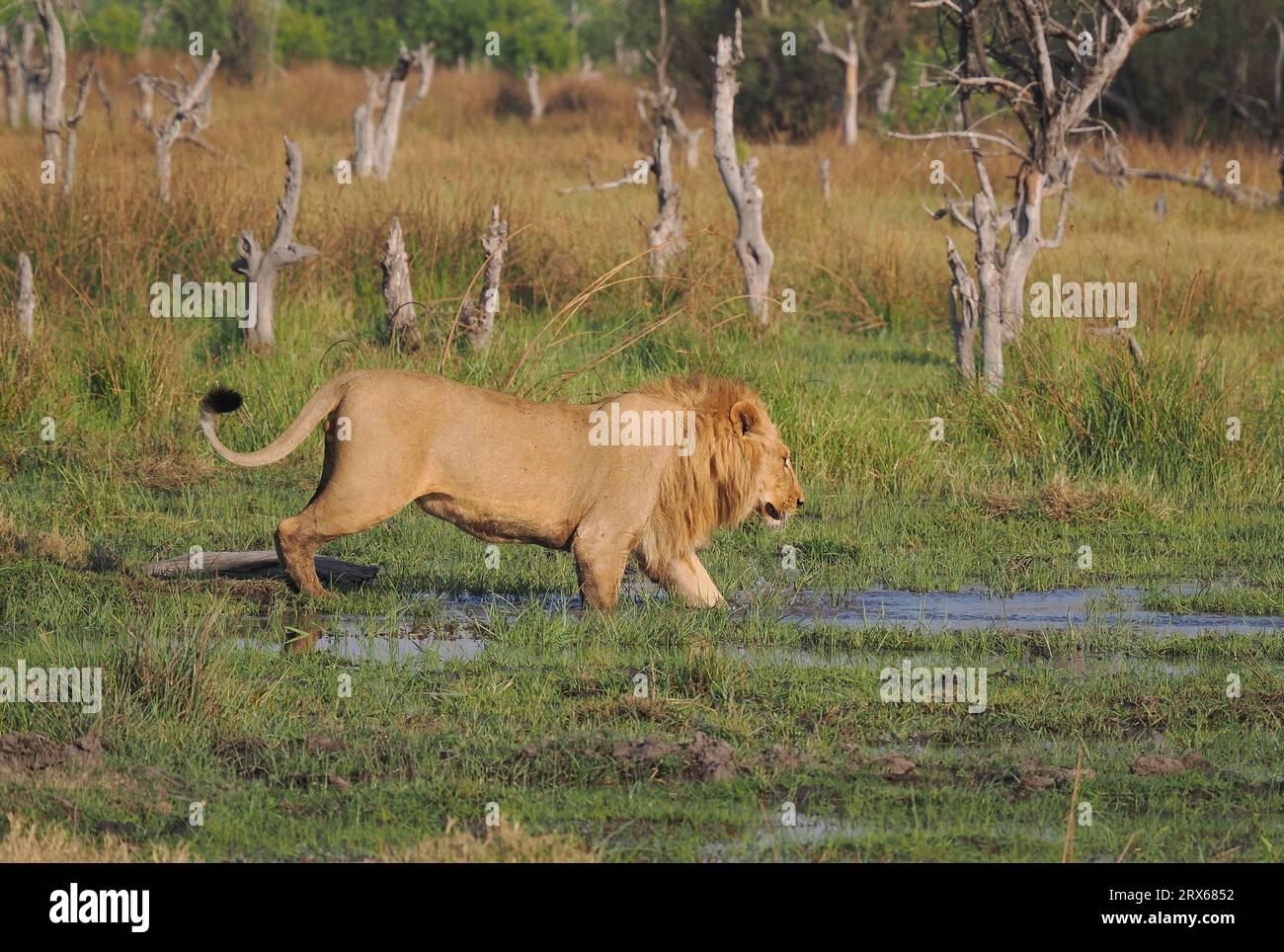 A young male lion, he had left his pride and is in the wilderness years ...