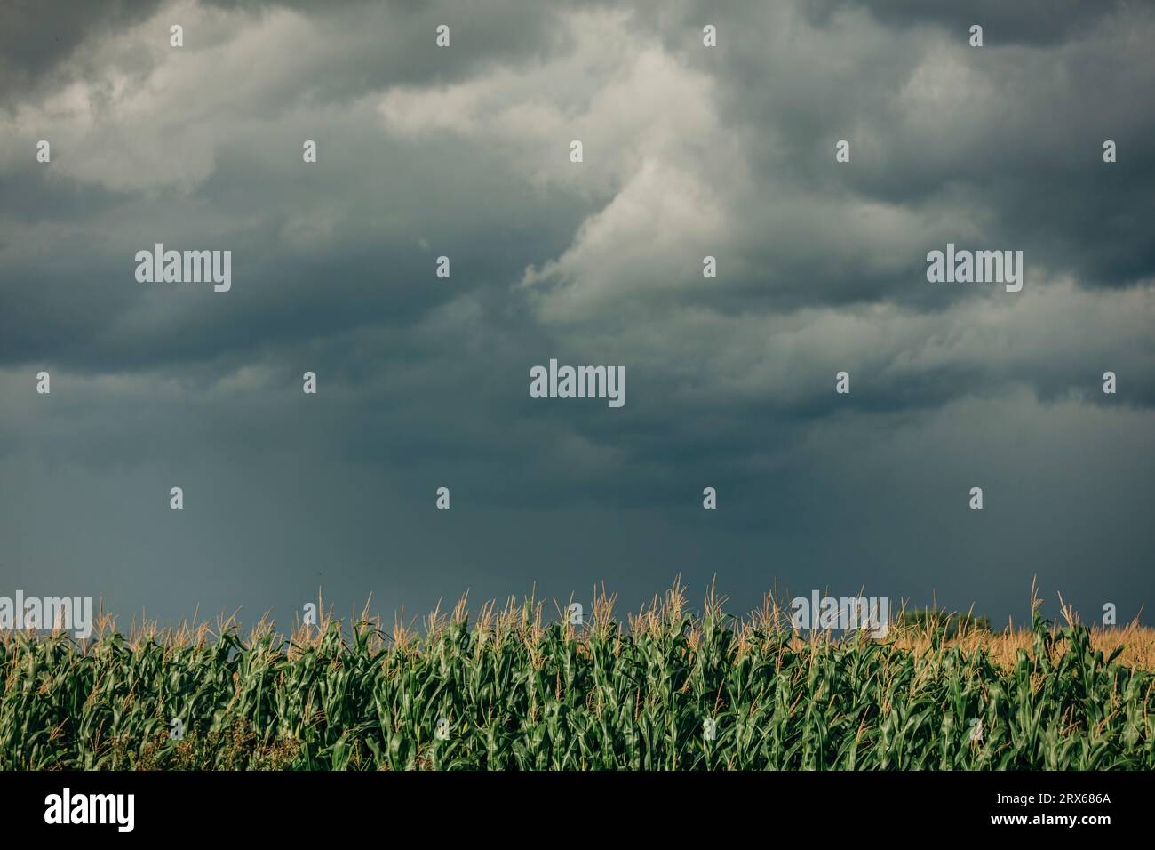 Corn crops on field under storm clouds Stock Photo - Alamy