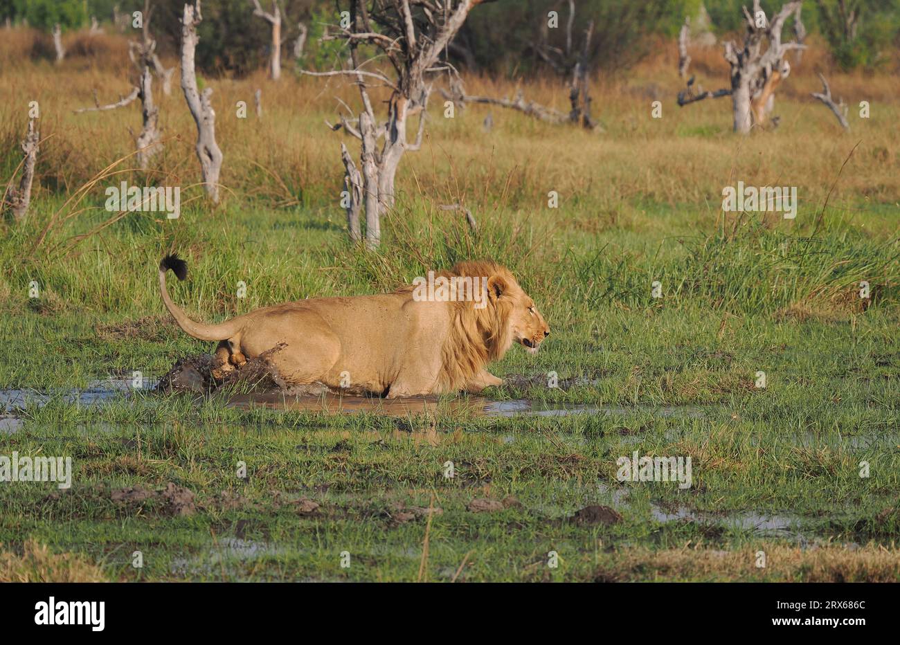 A young male lion, he had left his pride and is in the wilderness years ...