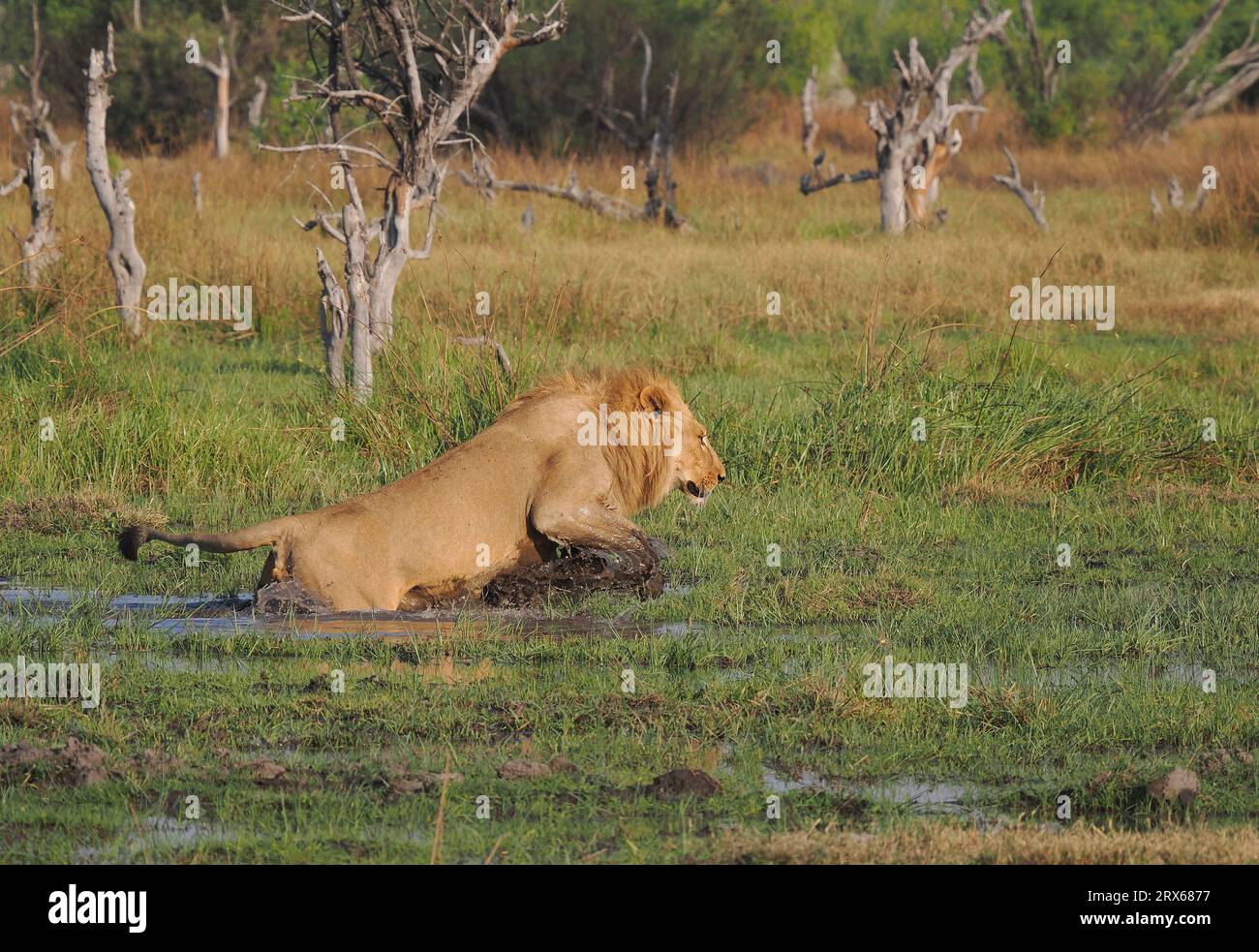 A young male lion, he had left his pride and is in the wilderness years ...