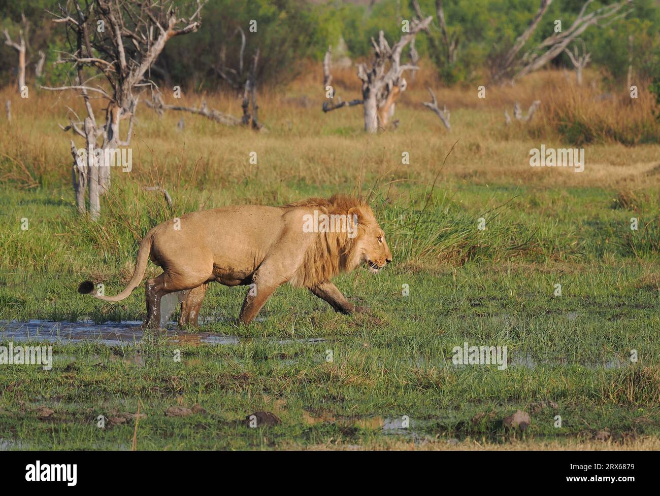 A young male lion, he had left his pride and is in the wilderness years ...