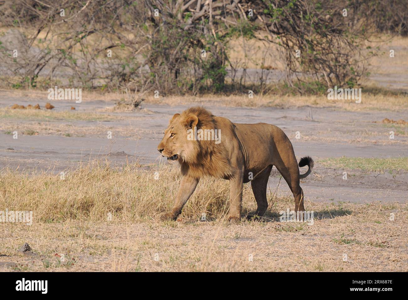 A young male lion, he had left his pride and is in the wilderness years ...