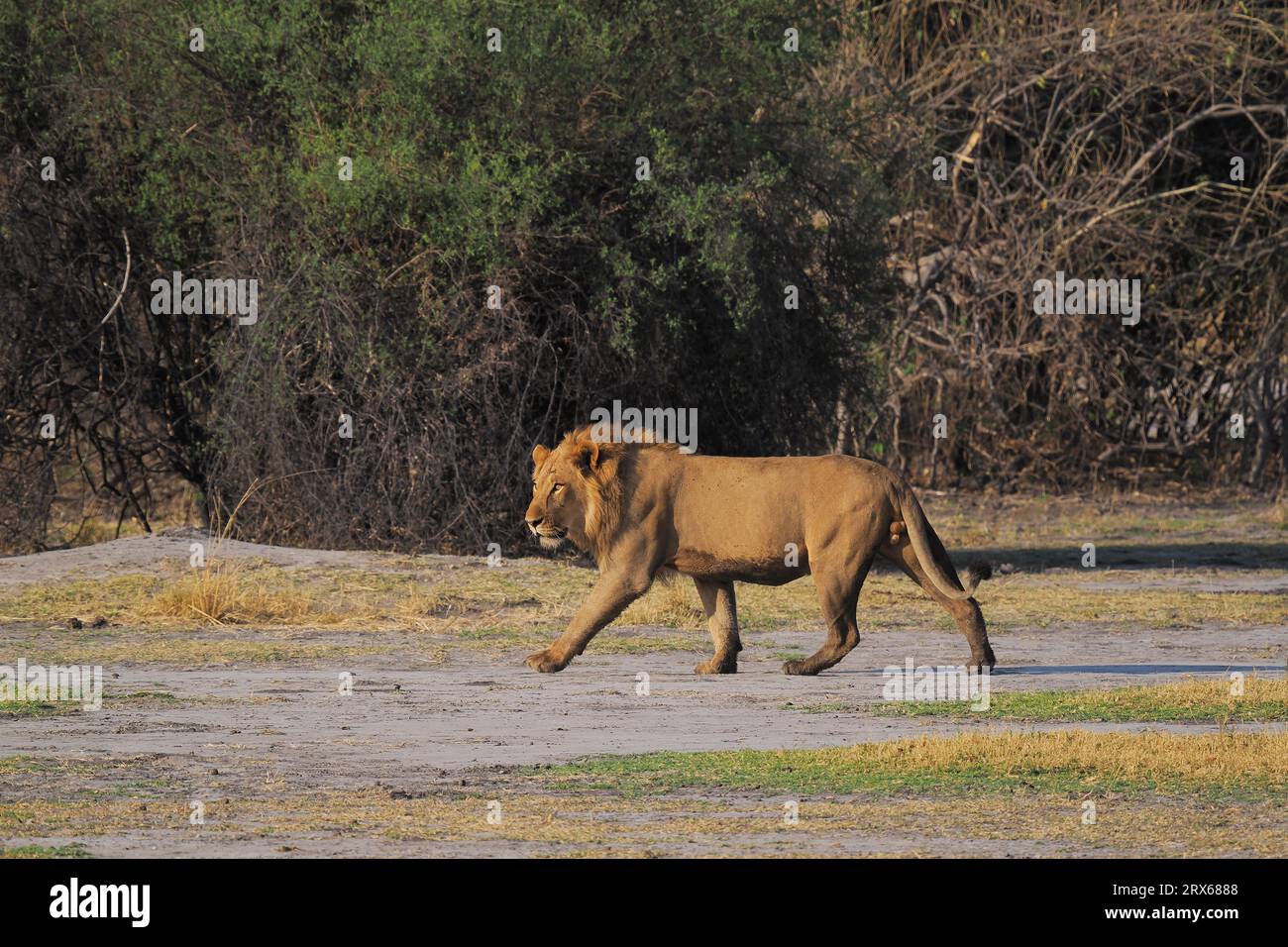 A young male lion, he had left his pride and is in the wilderness years ...