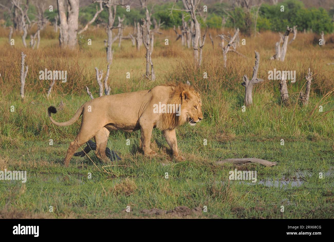 A young male lion, he had left his pride and is in the wilderness years ...
