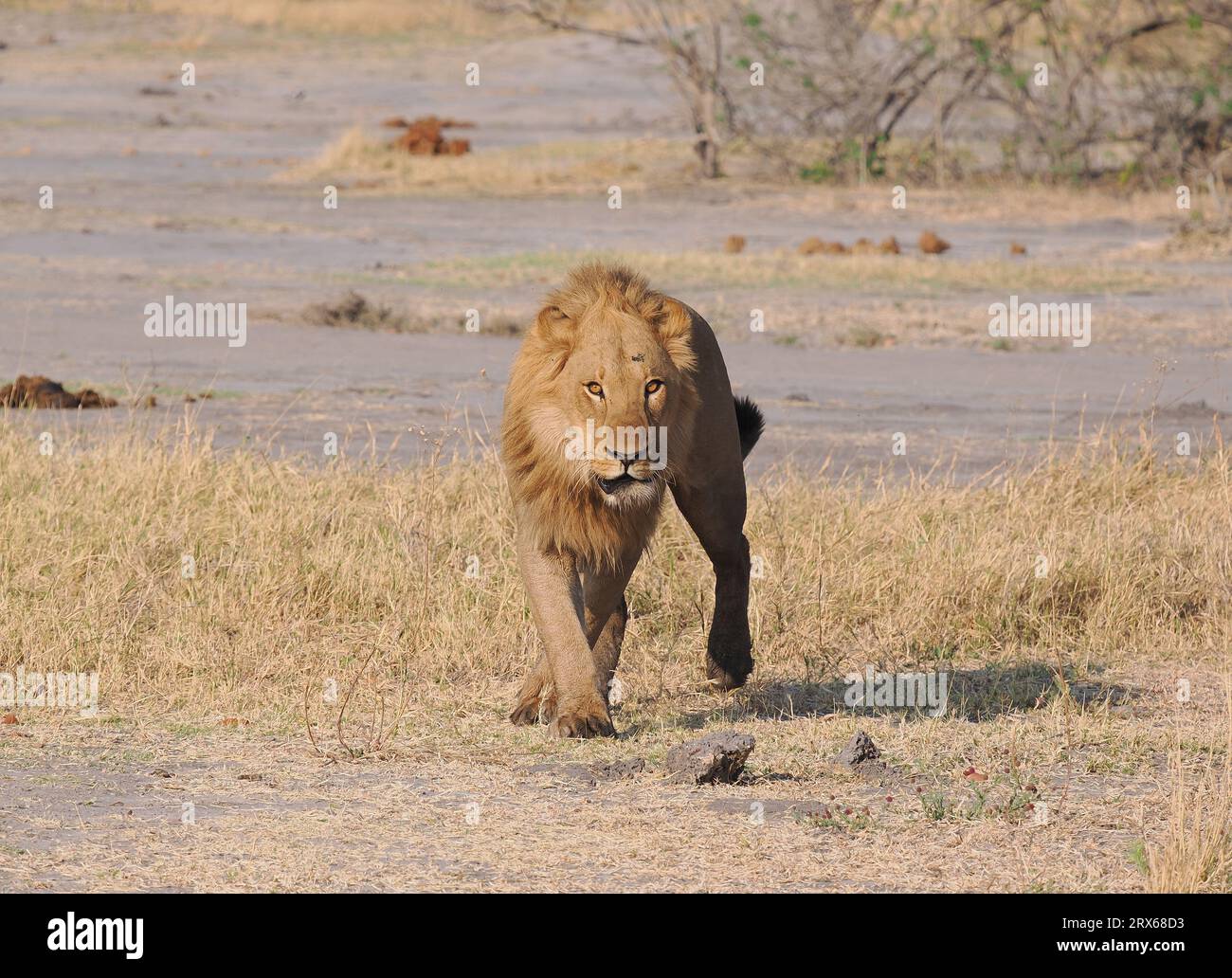 A young male lion, he had left his pride and is in the wilderness years ...