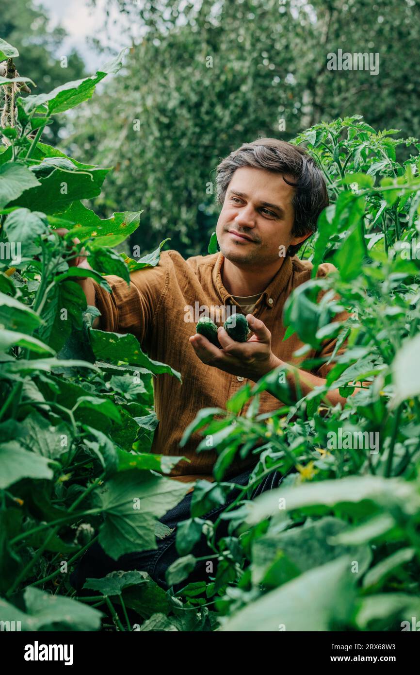 Cucumber garden harvest person hi-res stock photography and images - Alamy
