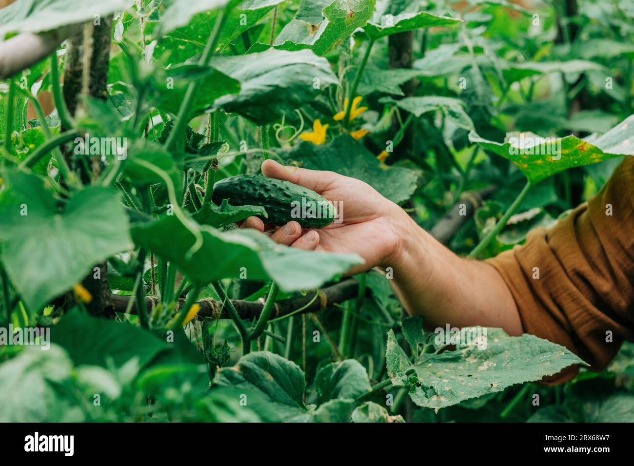 Hand of man plucking cucumber from vegetable garden Stock Photo - Alamy