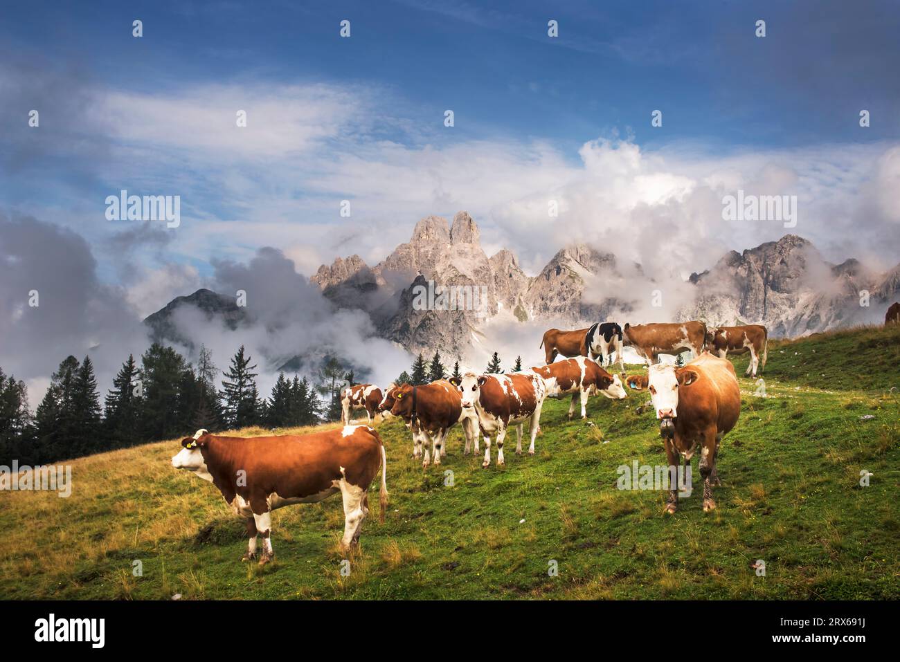 Austria, Salzburger Land, Cattle grazing in Dachstein Mountains Stock ...