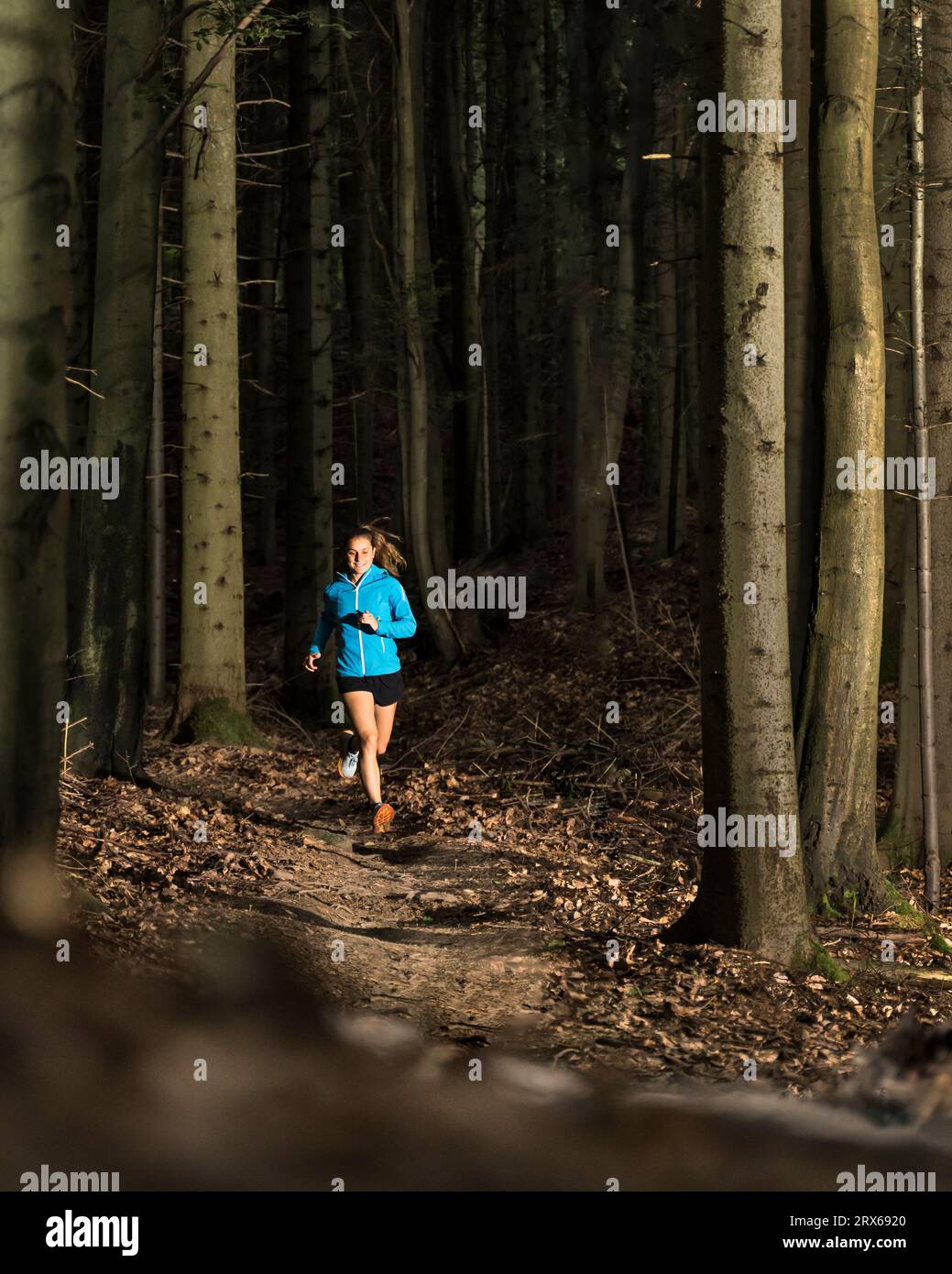 Dusk in forest hi-res stock photography and images - Alamy