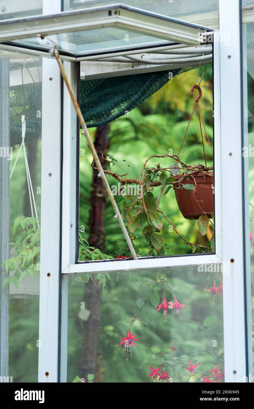 section of a glass wall of a tropical flower greenhouse with an open ...