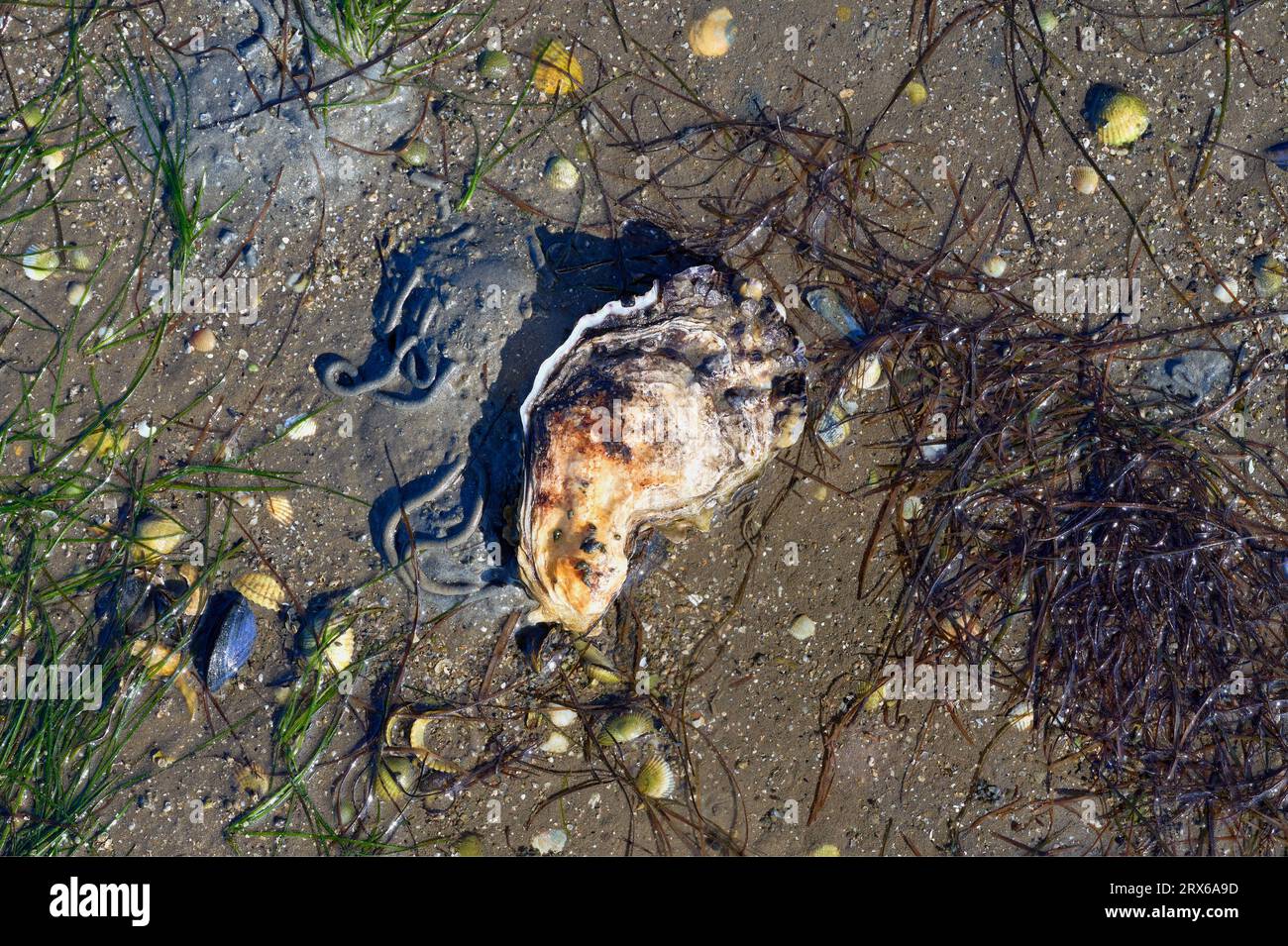 Oyster Shell and Mussels during low tide in North Sea,Wattenmeer ...