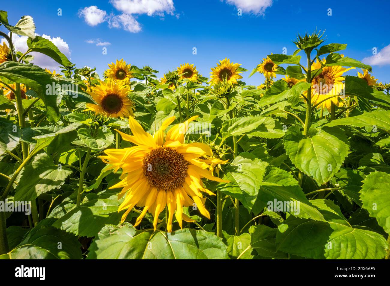 Vast plant hi-res stock photography and images - Alamy