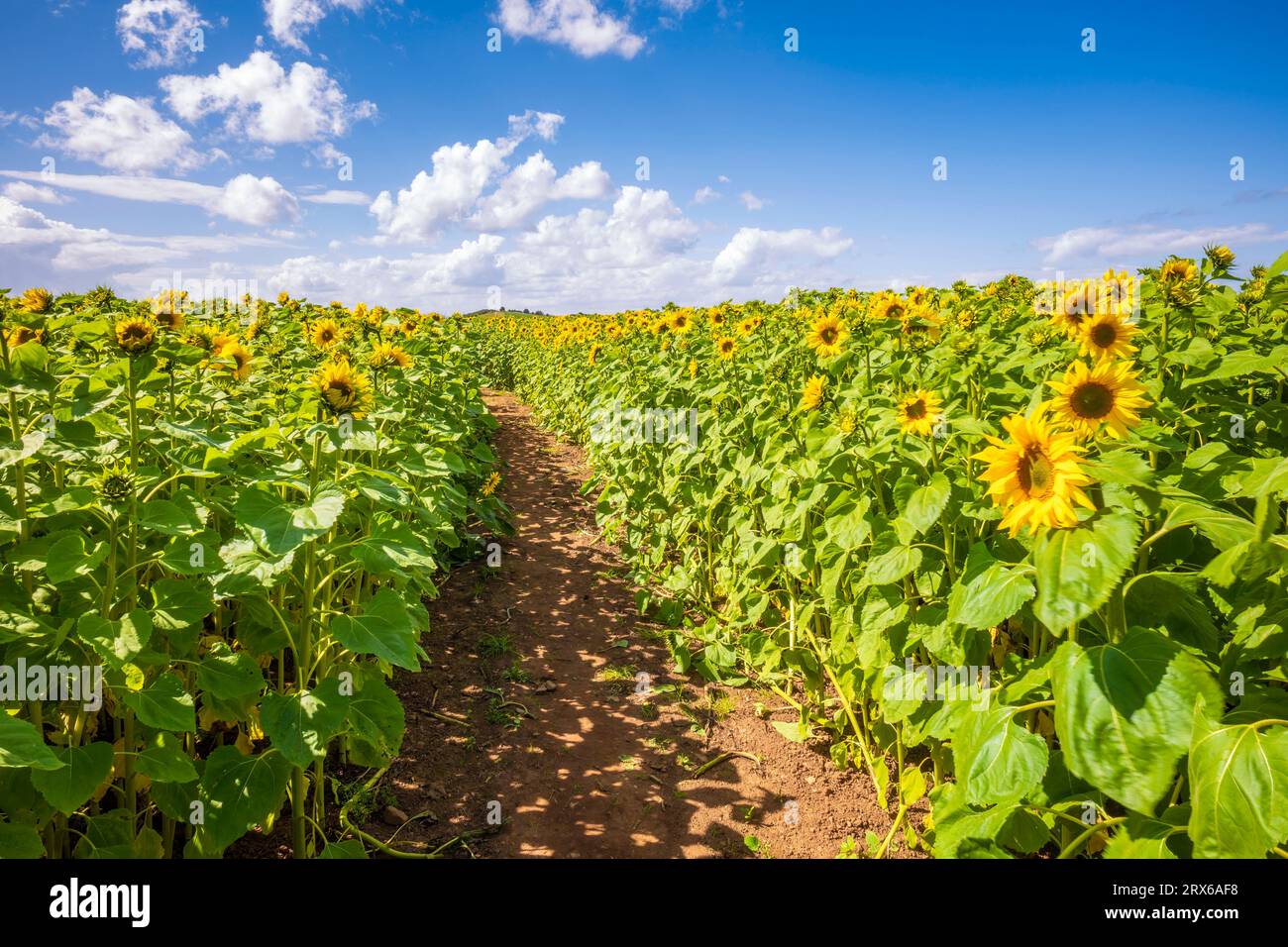 Rural path through sunflower hi-res stock photography and images - Alamy