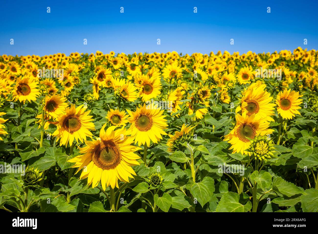Vast plant hi-res stock photography and images - Alamy