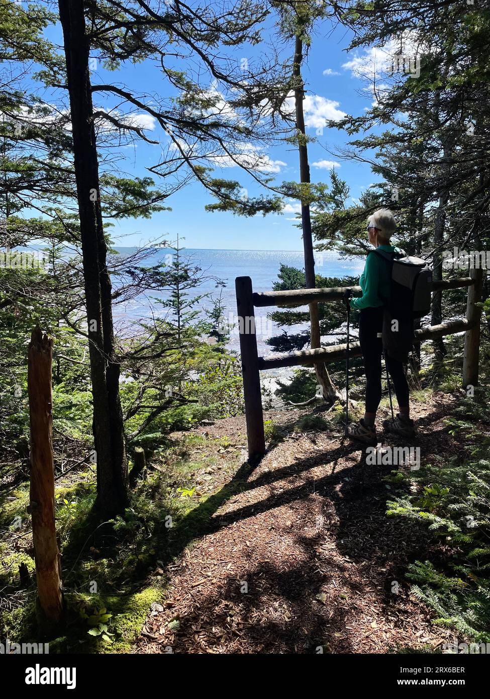 Senior woman hiking in forest for exercise Stock Photo - Alamy
