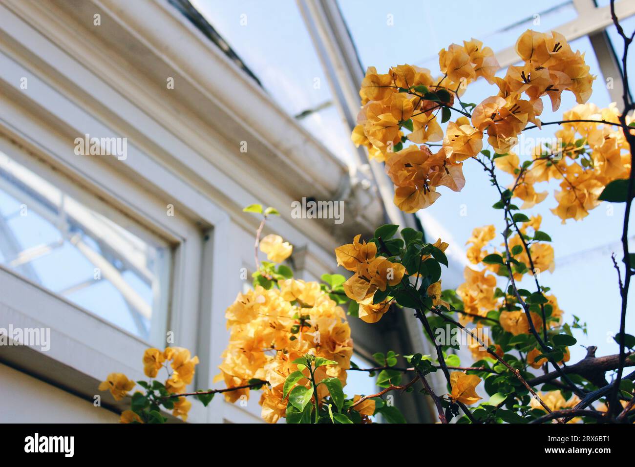 Yellow and Green Leafed Orchid Tree Stock Photo - Alamy