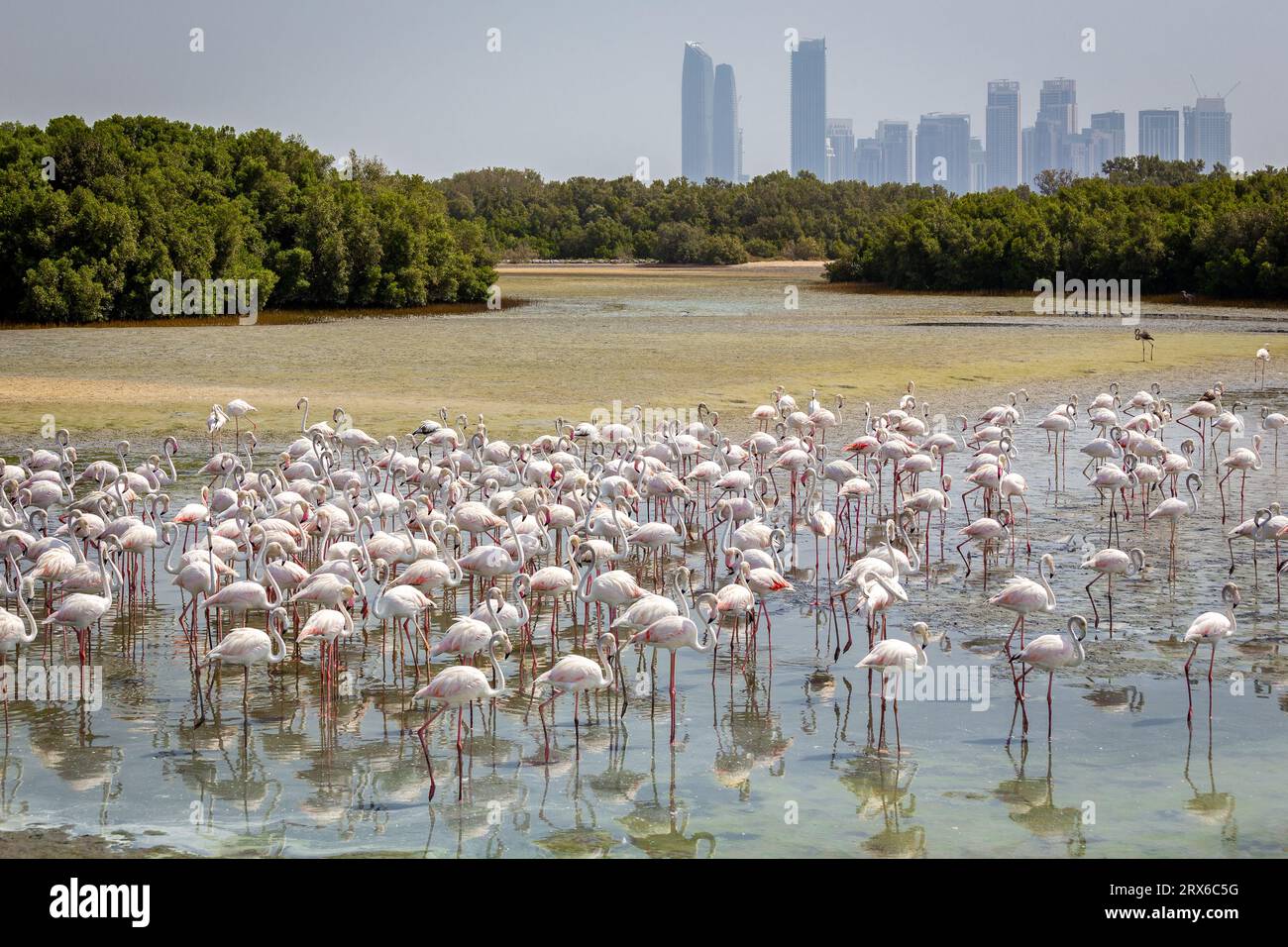 Greater Flamingos (Phoenicopterus roseus) at Ras Al Khor Wildlife ...