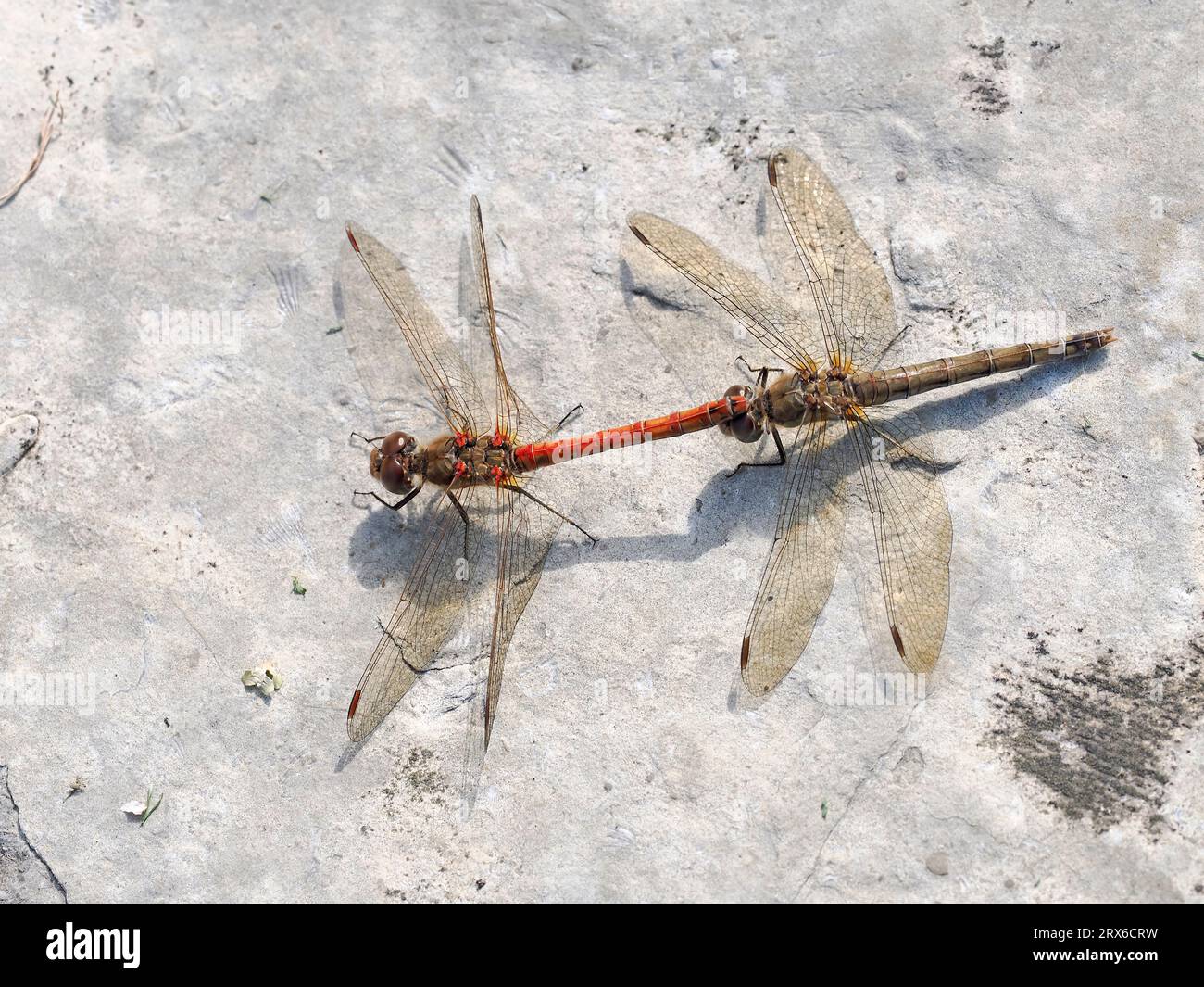 Common Darter Dragonfly (Sympetrum striolatum) male and female pair in ...