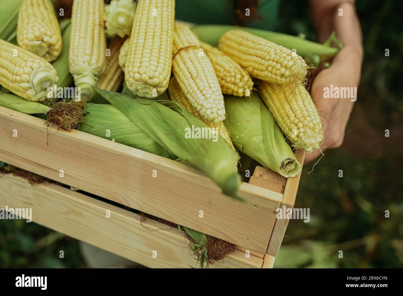 Woman holding crate corn hi-res stock photography and images - Alamy