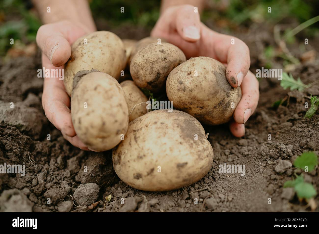Hands of man picking up potatoes from soil Stock Photo - Alamy