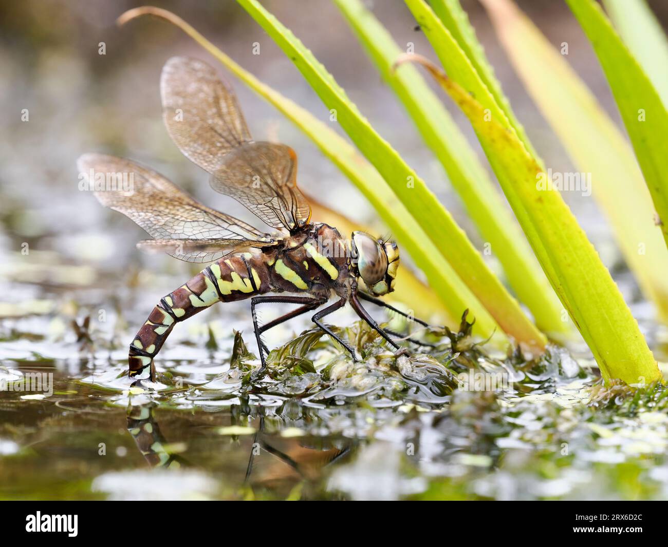 Common Hawker Dragonfly (Aeshna juncea) female egg-laying in pond water ...