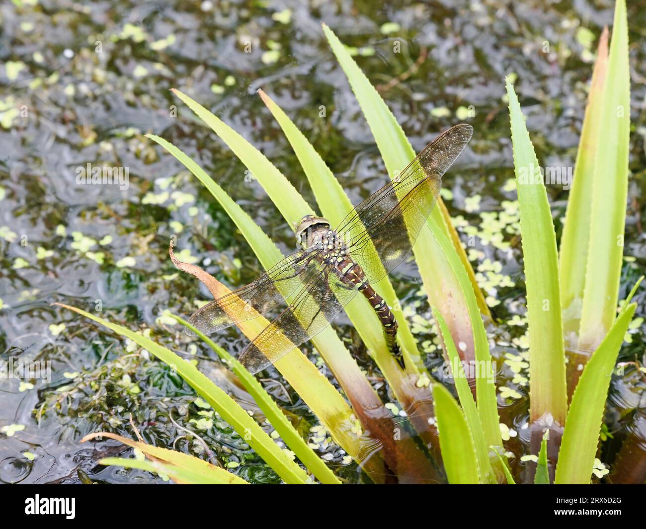 Common Hawker Dragonfly (Aeshna juncea) female egg laying in water ...