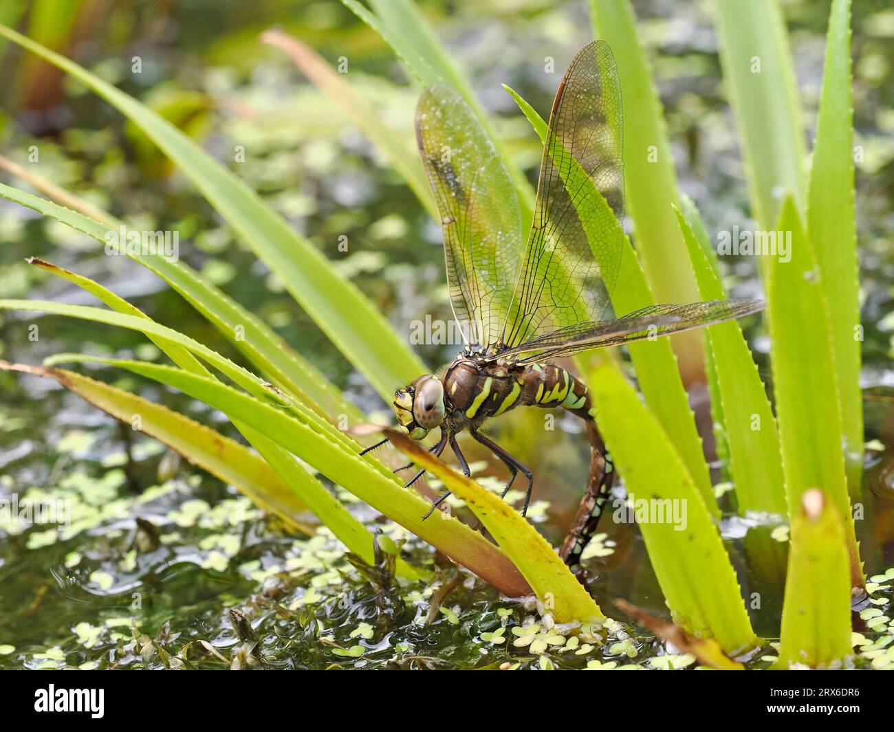 Common Hawker Dragonfly (Aeshna juncea) female egg laying in water ...